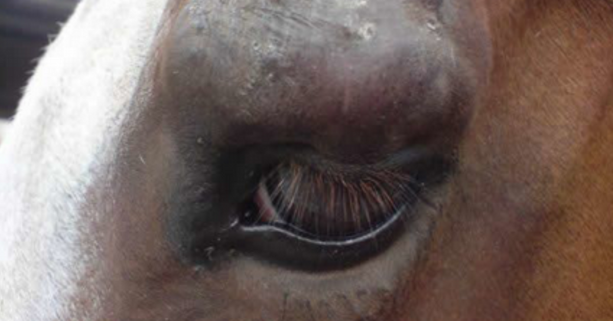Types of Equine Sarcoids | Blog | StableFeed