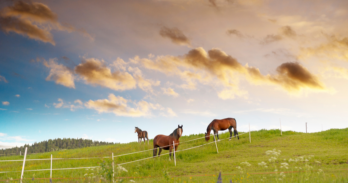 How Weed Control in Pastures Affects Horse Health | Blog | StableFeed