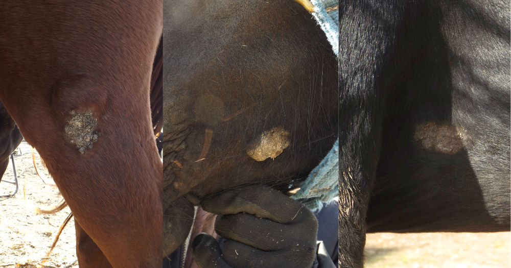 Horse Sarcoid Study – StableFeed