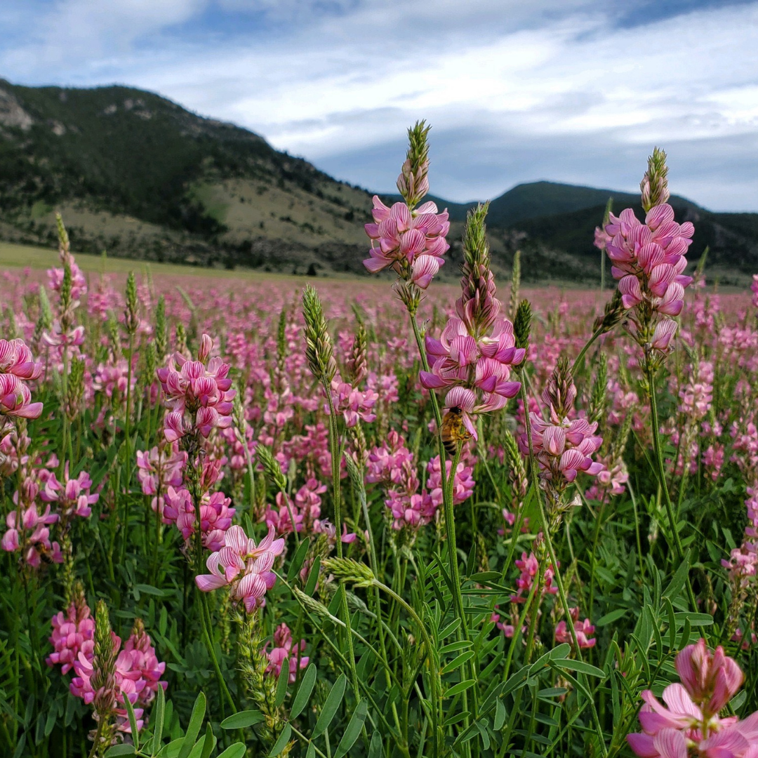 Sainfoin Forage Pellet | StableFeed